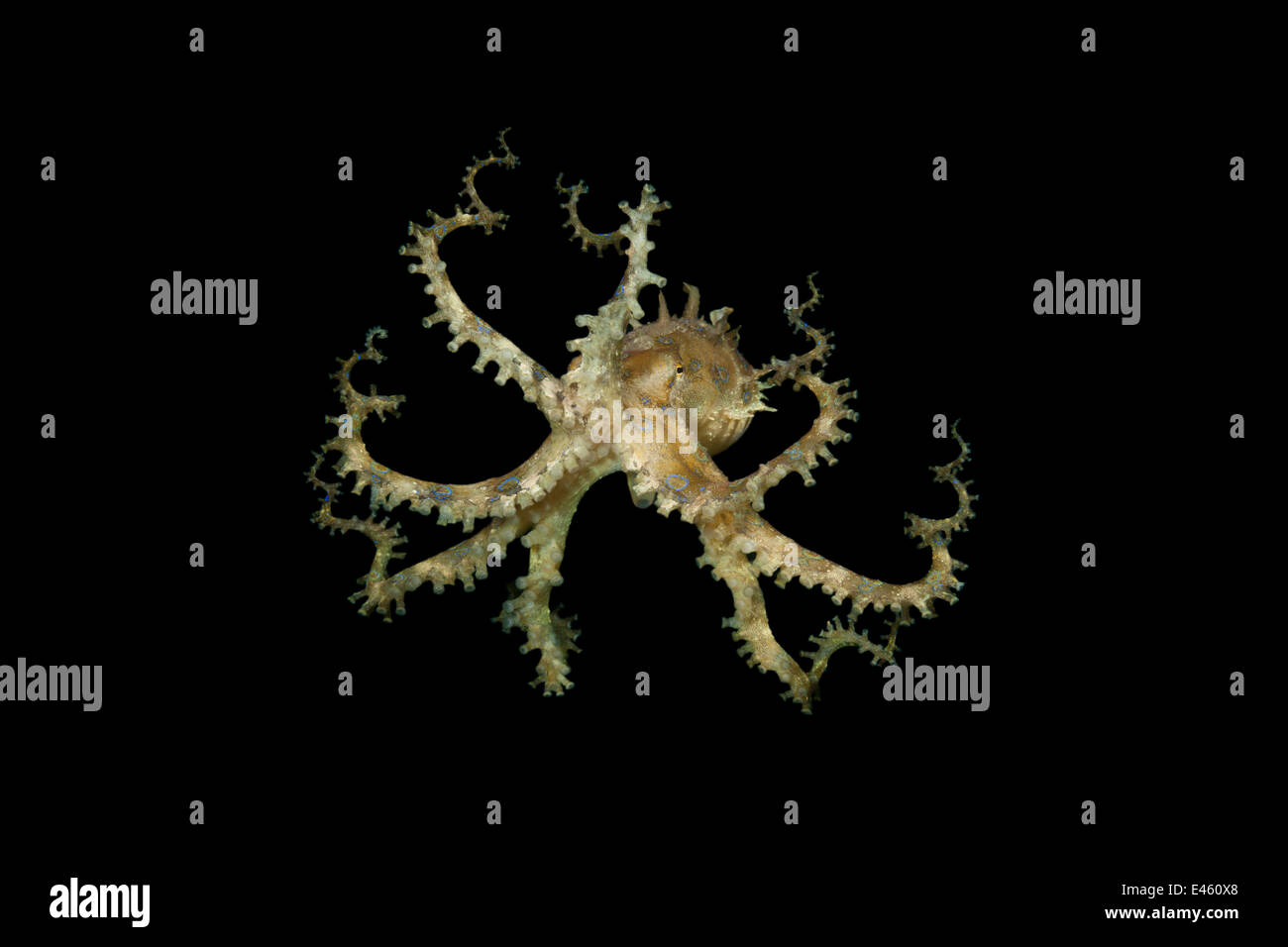 Blue-ringed octopus (Hapalochlaena lunulata) swimming through water ...