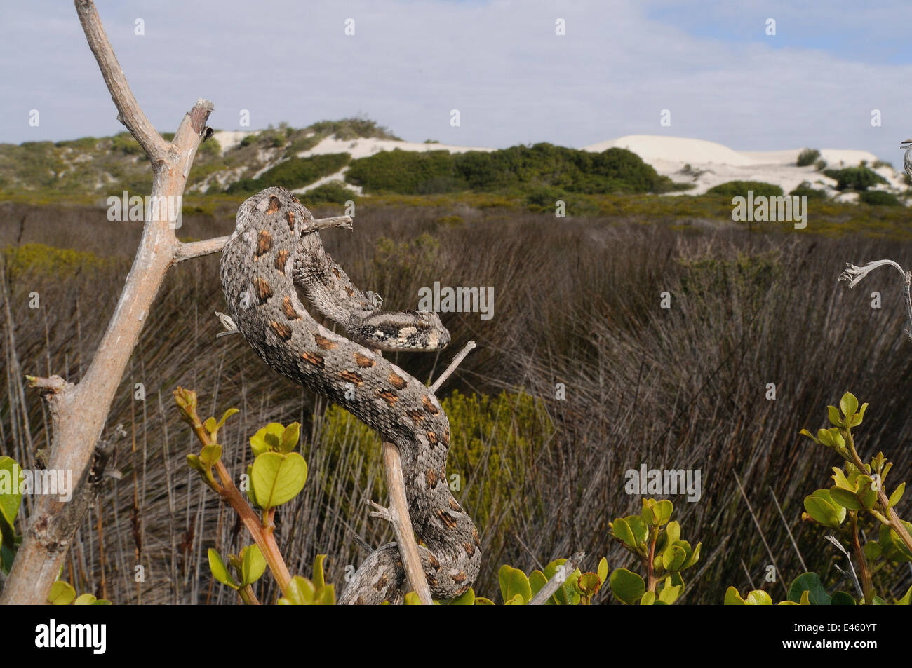 Southern Dwarf Adder (Bitis armata) climbing in dune thicket. De Hoop ...