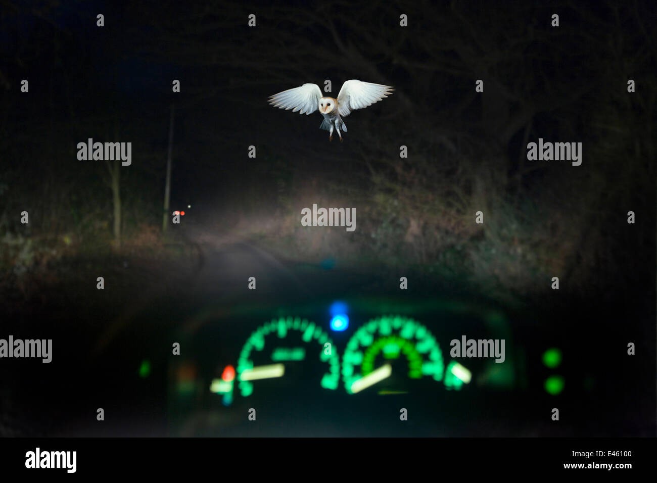 Bird on windscreen hi-res stock photography and images - Alamy