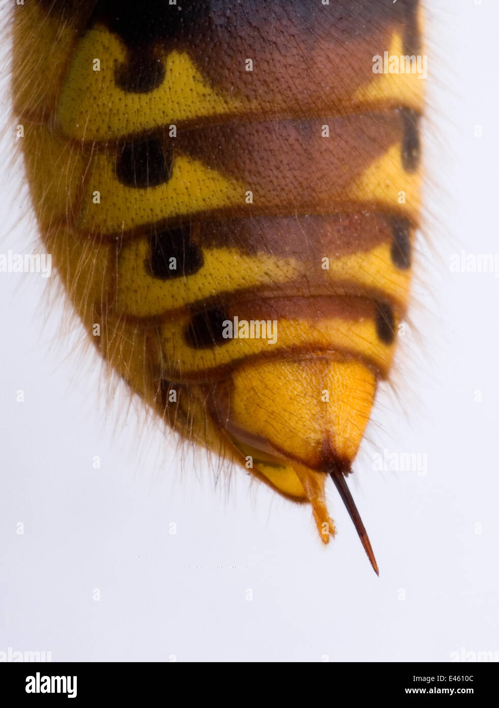 Close up of tail sting of Hornet (Vespa crabro) UK Stock Photo - Alamy