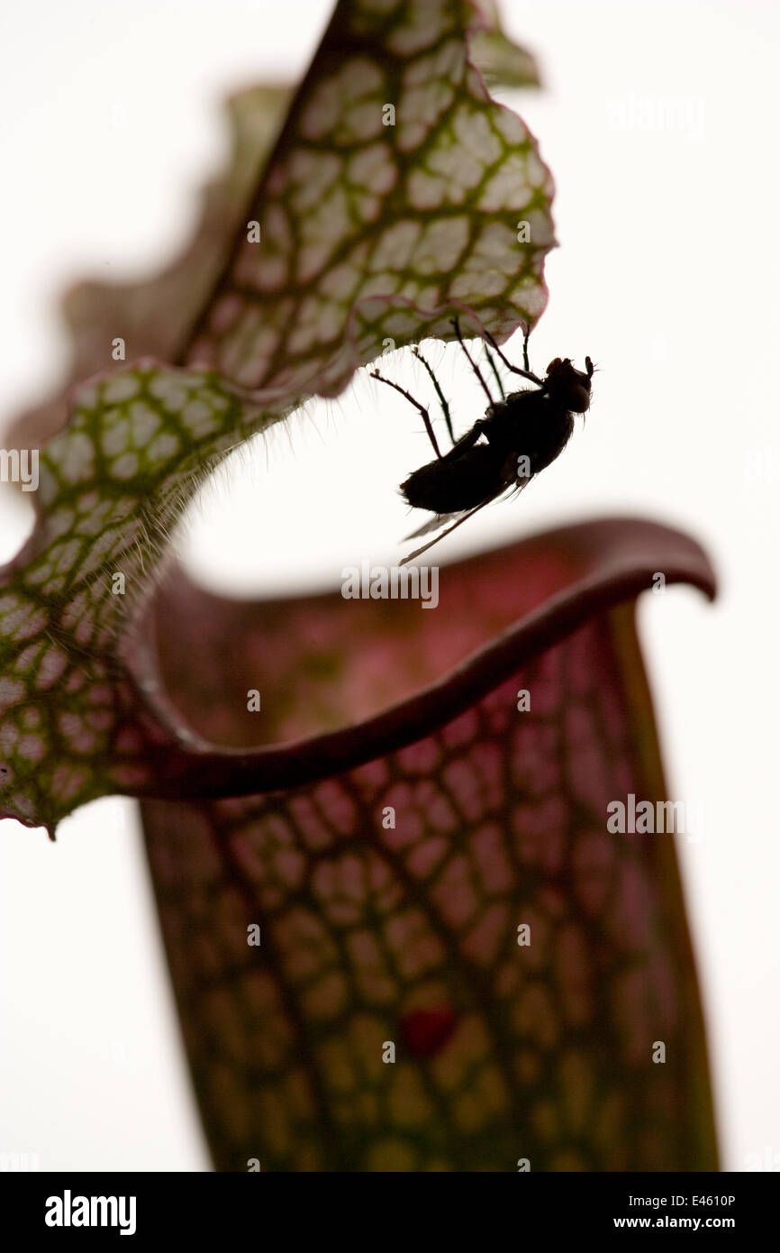 Northern pitcher plant (Sarracenia purpurea) with fly on rim Stock ...
