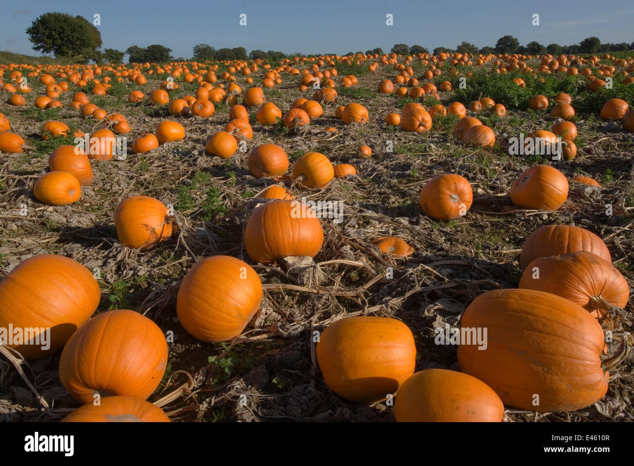 Cucurbita sp hi-res stock photography and images - Alamy