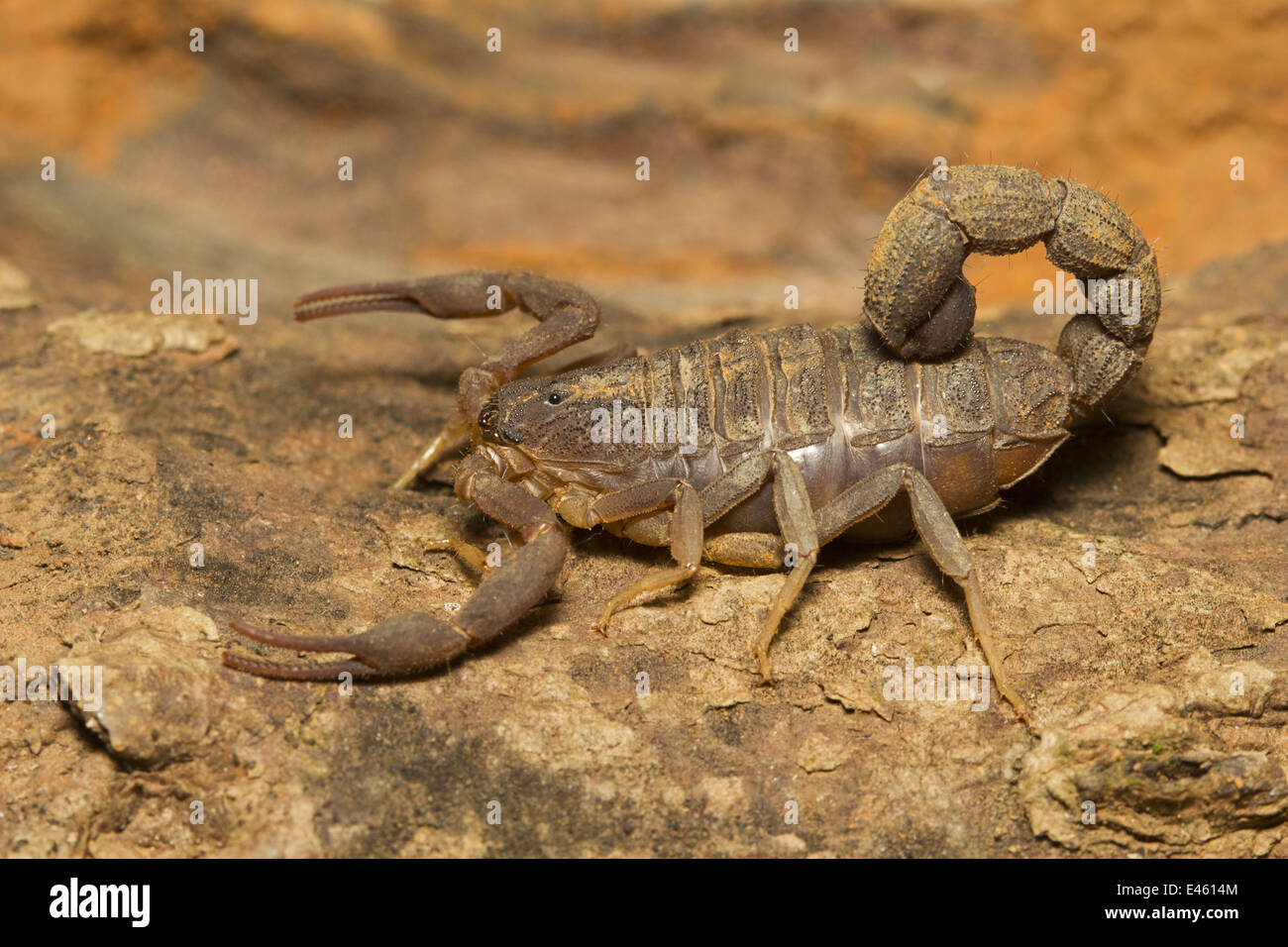 Fat tailed scorpion hi-res stock photography and images - Alamy