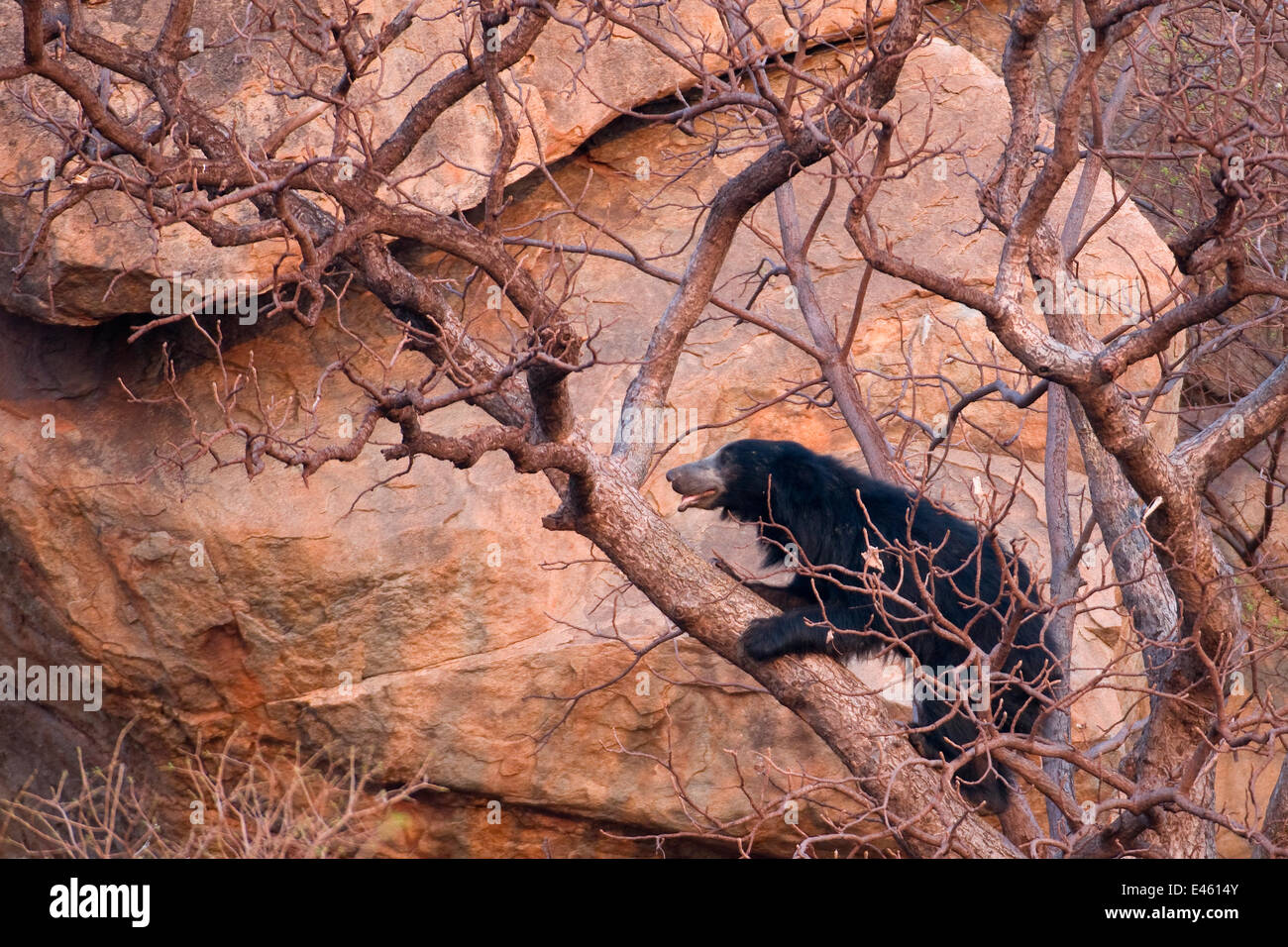 Sloth Bear (Melursus ursinus) climbing on tree. Karnataka, India, March ...