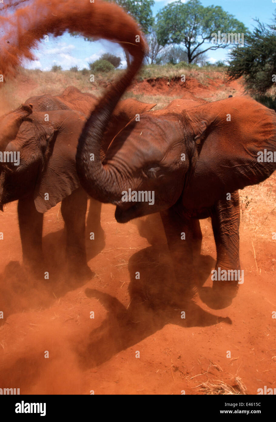 Red baby elephant hi-res stock photography and images - Alamy