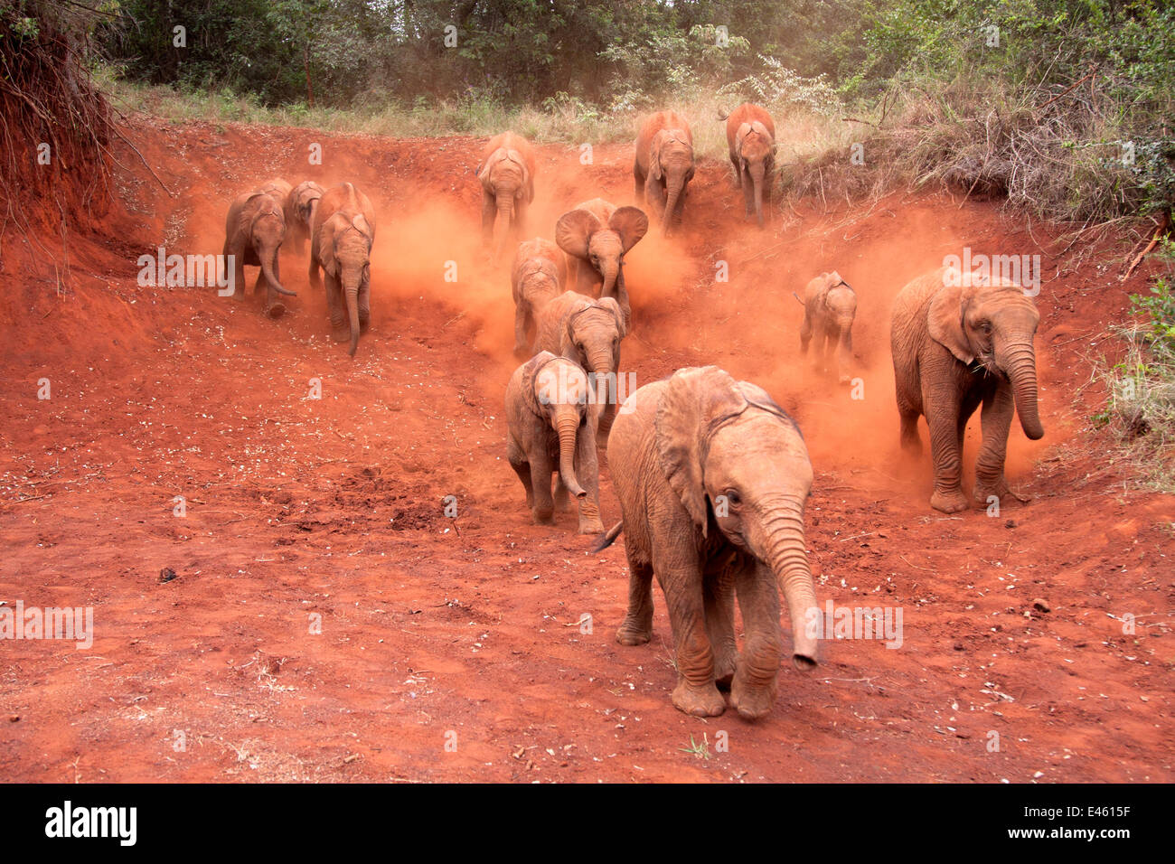 David sheldrick wildlife trust kenya hi-res stock photography and ...