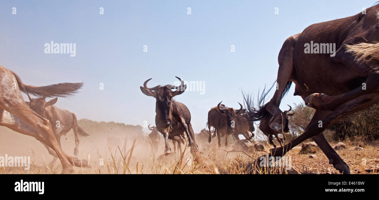 Eastern White-bearded Wildebeest (Connochaetes taurinus) herd running ...