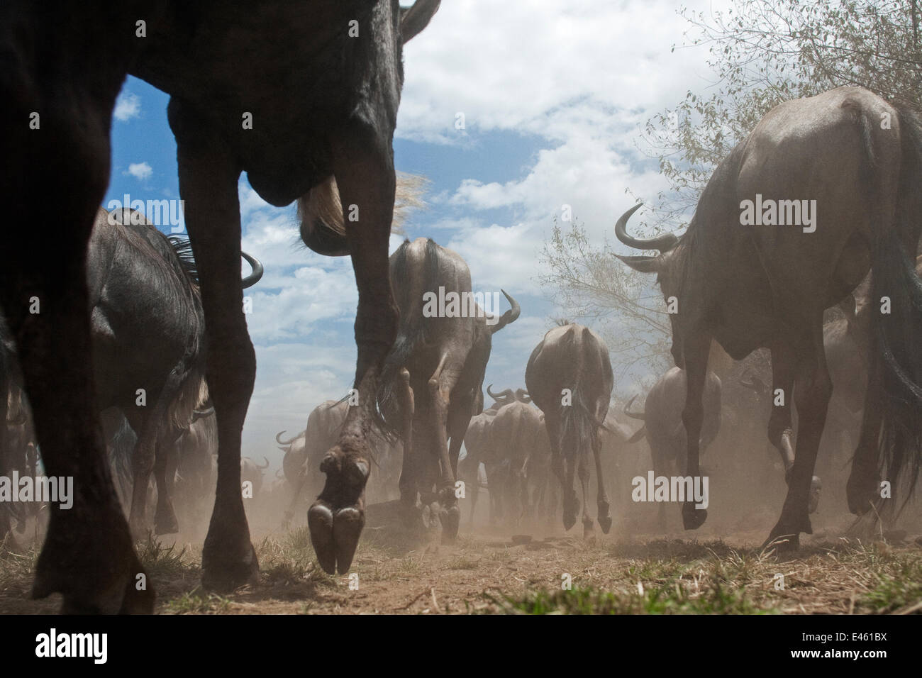 Eastern White-bearded Wildebeest (Connochaetes taurinus) herd running ...