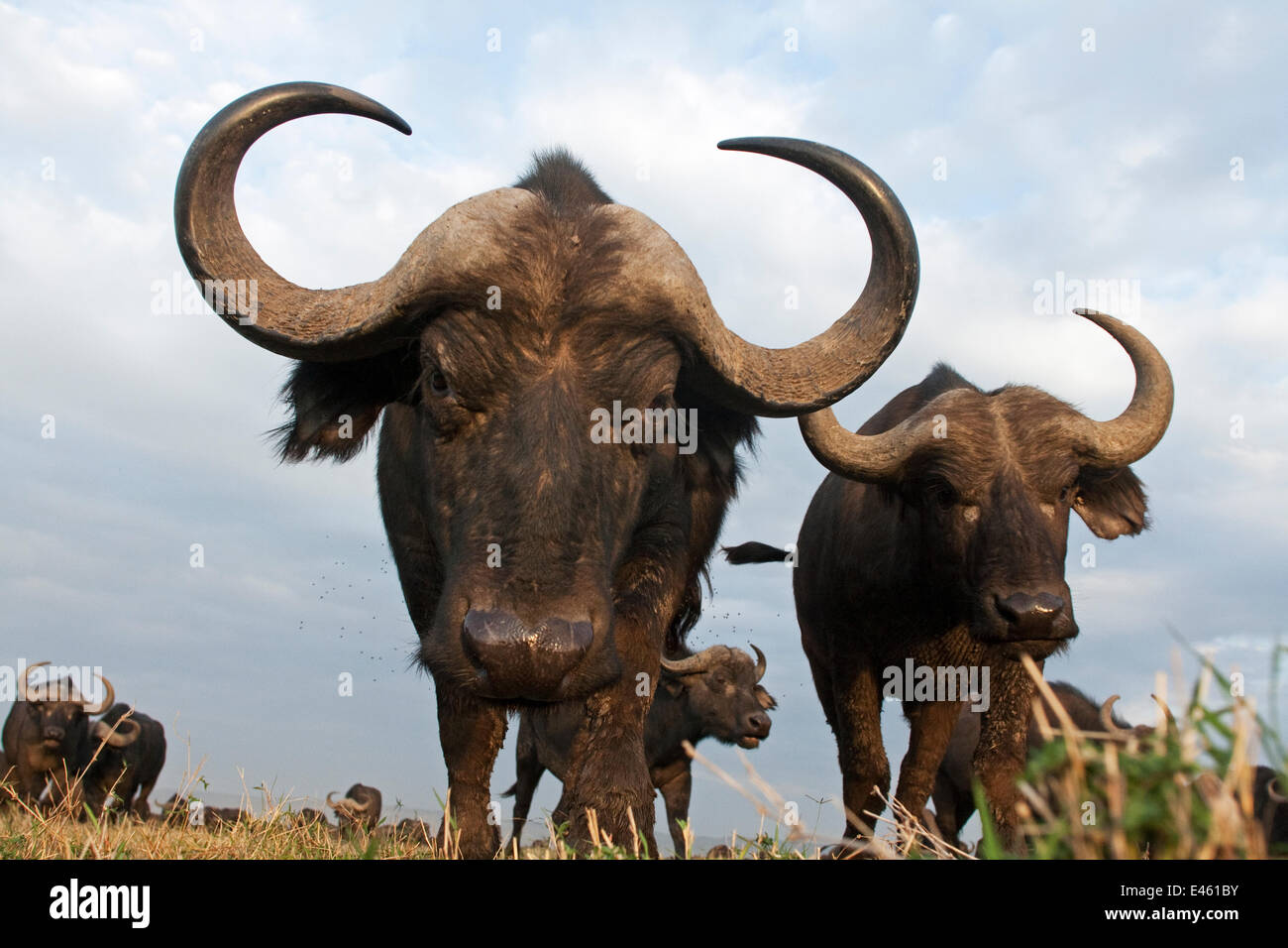 Cape / African Buffalo (Syncerus caffer) approaching camera with ...