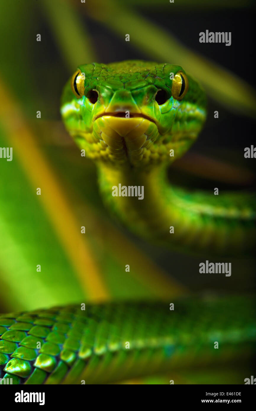 White-lipped / Green tree viper (Cryptelytrops albolabris) captive ...