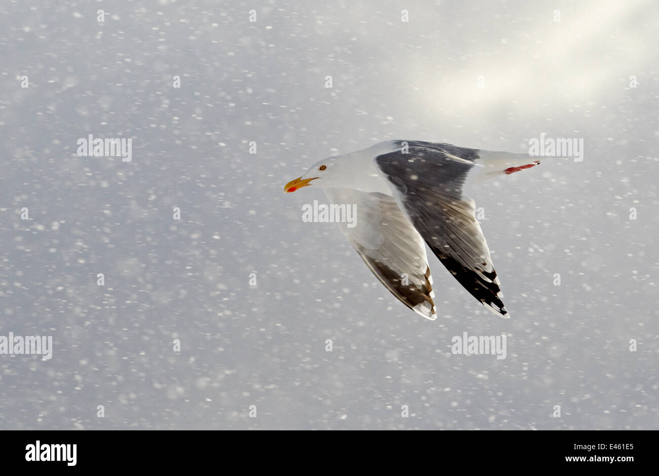 Herring Gull (Larus argentatus) flying in snow Norway, March Stock ...