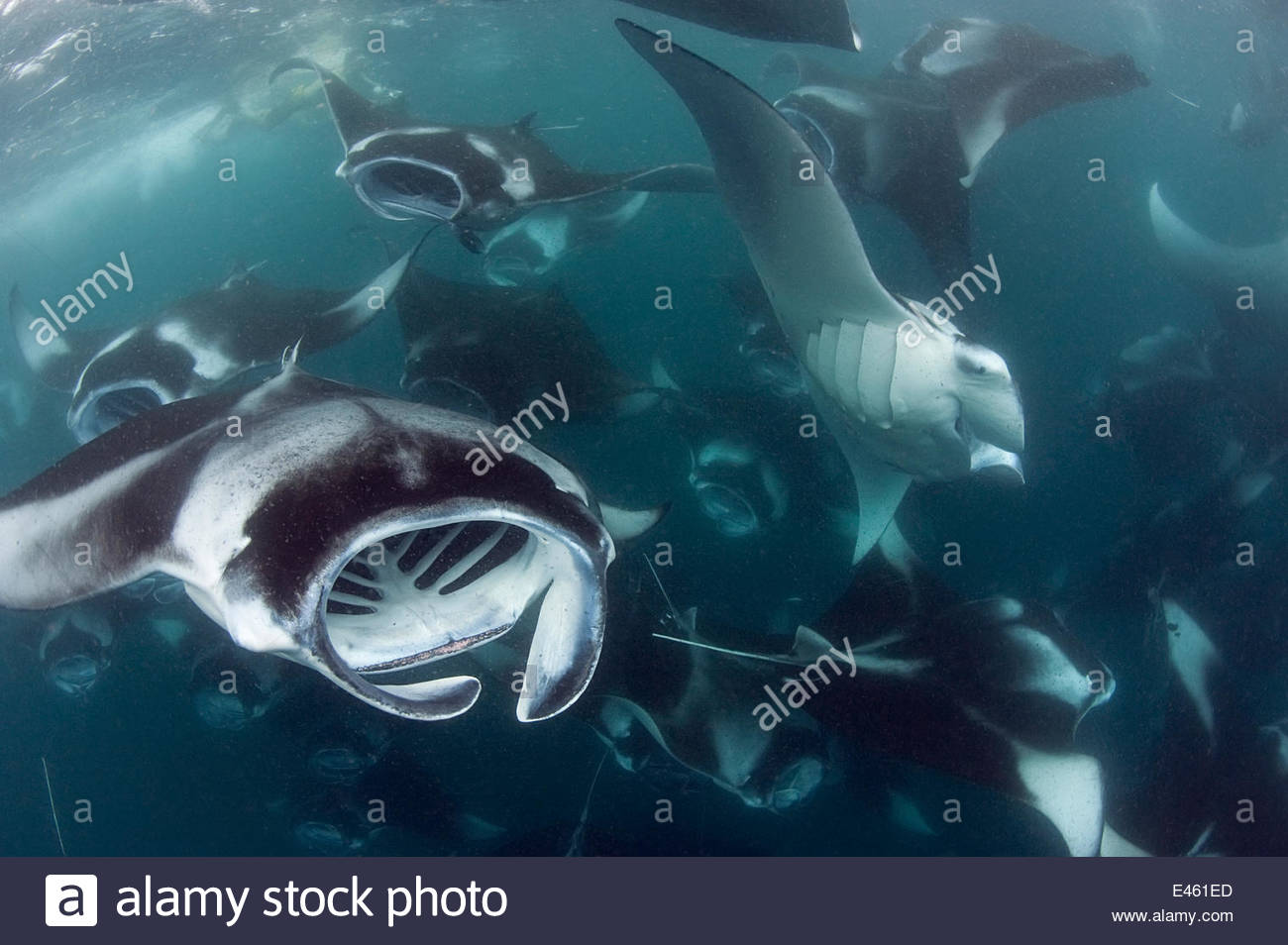 Manta Rays Feeding Stock Photos & Manta Rays Feeding Stock Images - Alamy