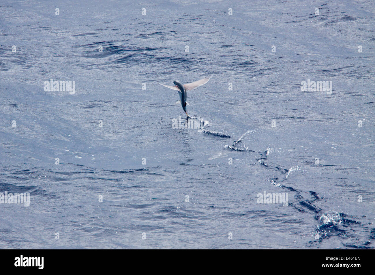 Flying Fish (possibly Cheilopogon suttoni) skimming across sea surface ...