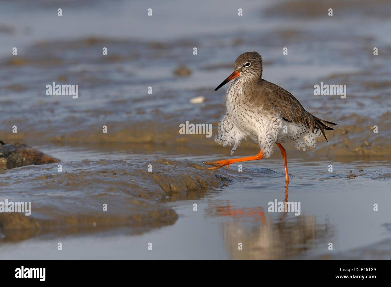 Redshank (Tringa totanus) walking on mud. Breton Marsh, French Atlantic ...