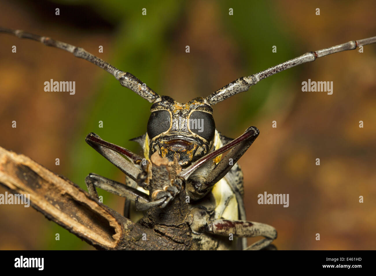 Common longhorn beetle hi-res stock photography and images - Alamy