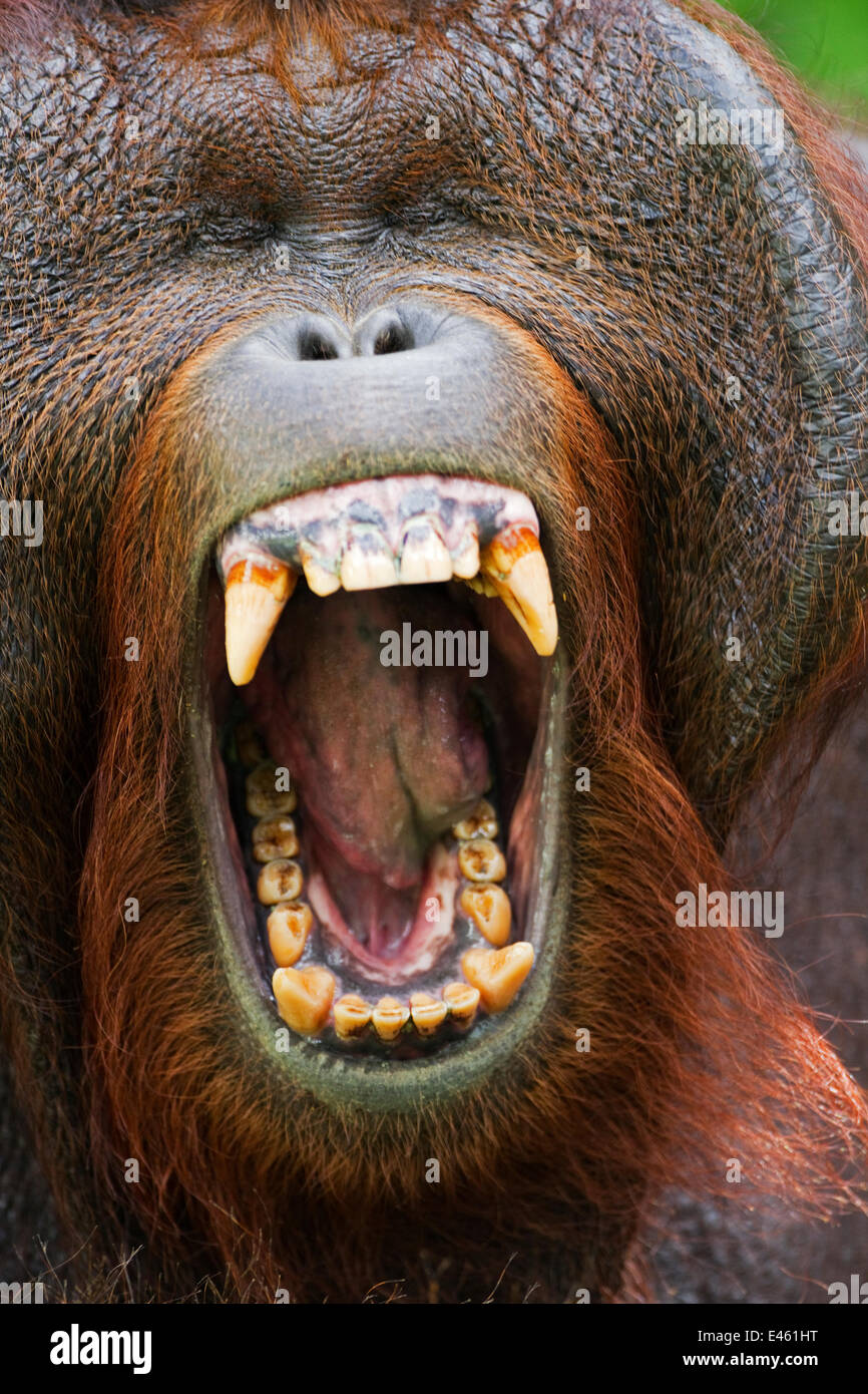 Bornean Orang-utan (Pongo pygmaeus wurmbii) mature male 'Tom' yawning ...