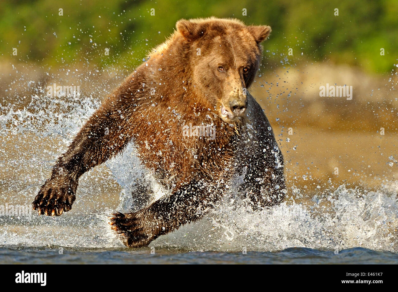 Grizzly Bear (Ursus arctos horribilis) chasing through water after ...