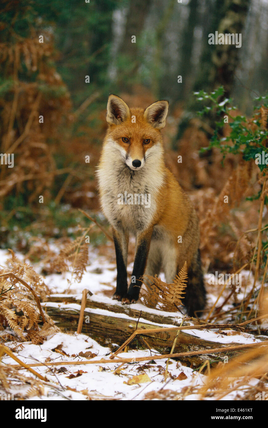 European Red Fox (Vulpes vulpes) adult in woodland. UK, Europe, winter ...