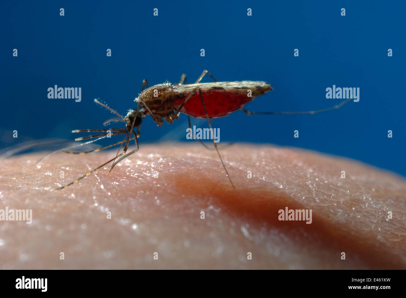 Blood engorged hi-res stock photography and images - Alamy