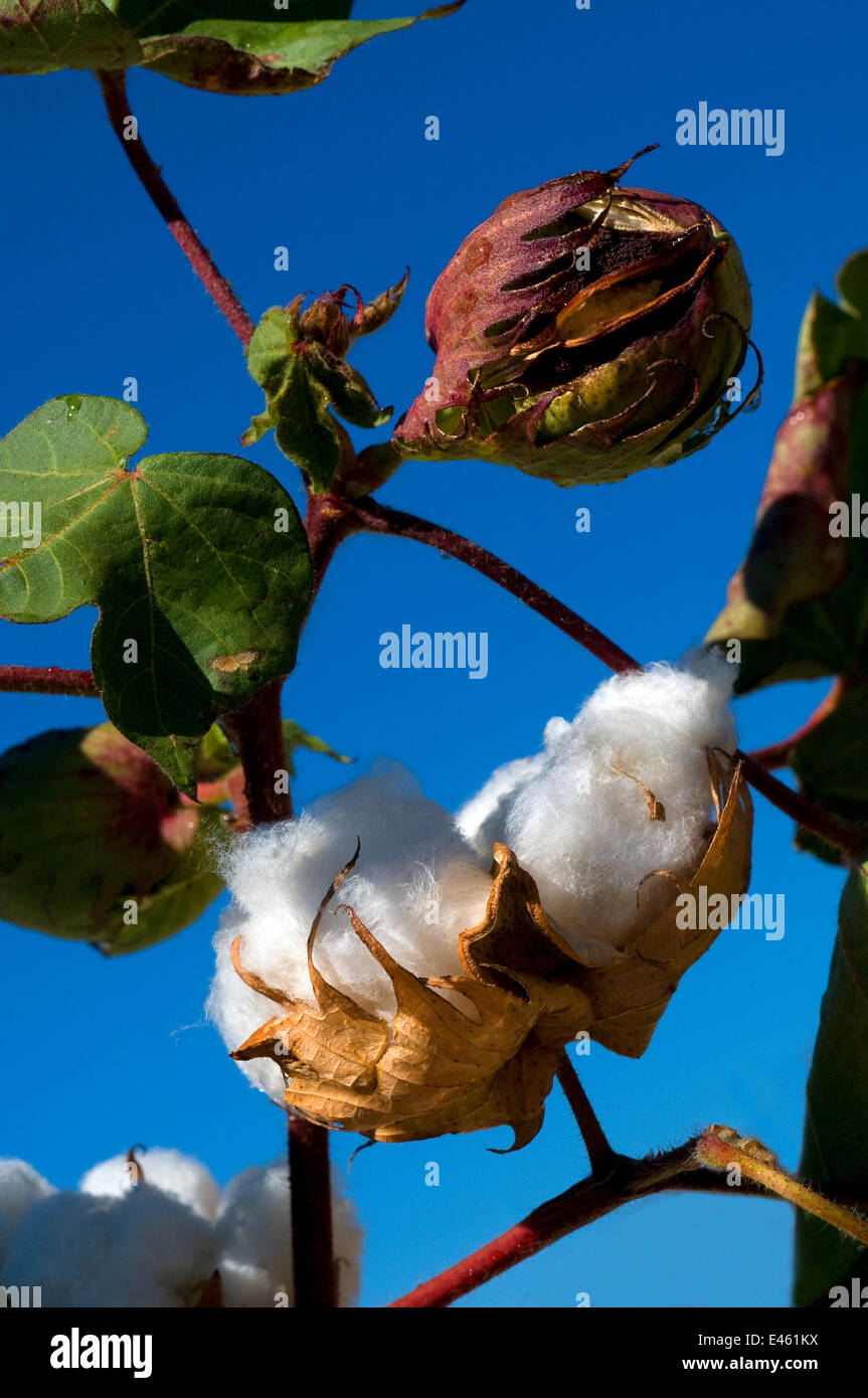 Upland Cotton (Gossypium hirsutum) with maturing bolls. Near Buckeye ...