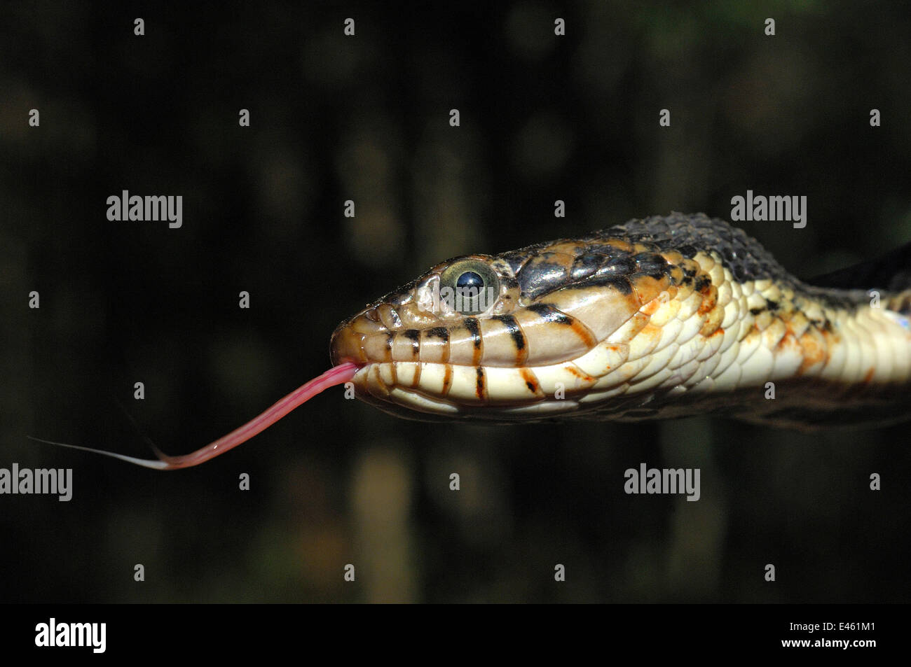 Brown-banded Southern Water Snake (Nerodia fasciata) head in profile as ...