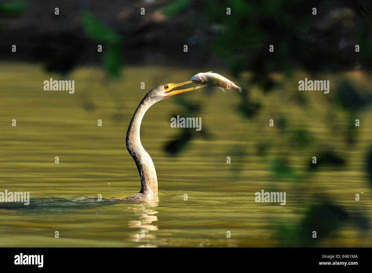 River fish in water feeds hi-res stock photography and images - Alamy
