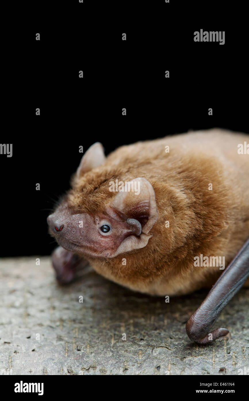 Noctule bat (Nyctalus noctula) Captive, UK Stock Photo - Alamy