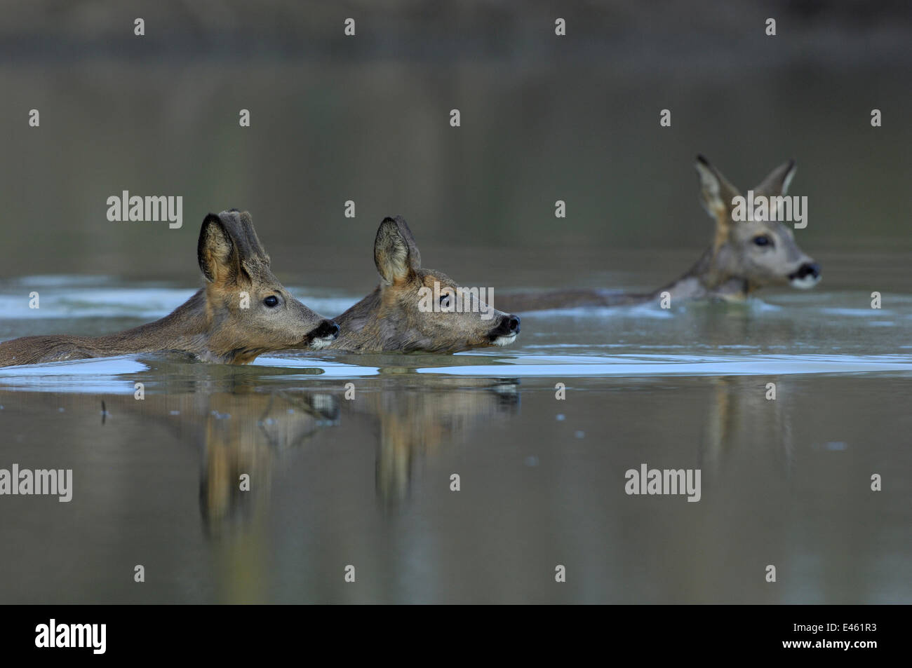 Roe Deer (Capreolus capreolus) swimming across River Allier, France ...