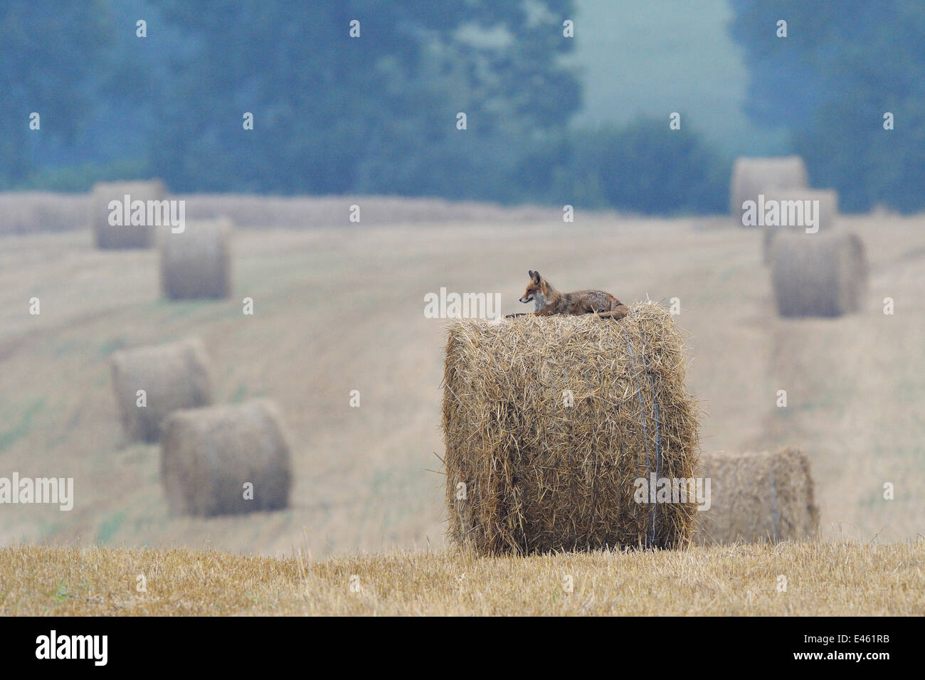 Red Fox (Vulpes vulpes) resting on straw bale in field. Vosges, France ...