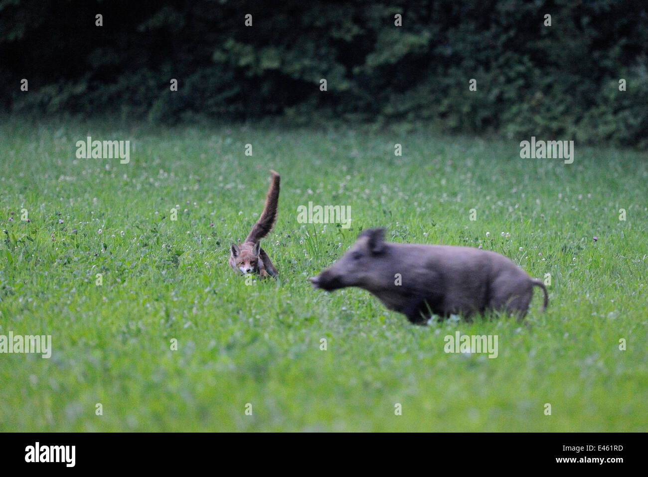 The fox and the wild boar hi-res stock photography and images - Alamy