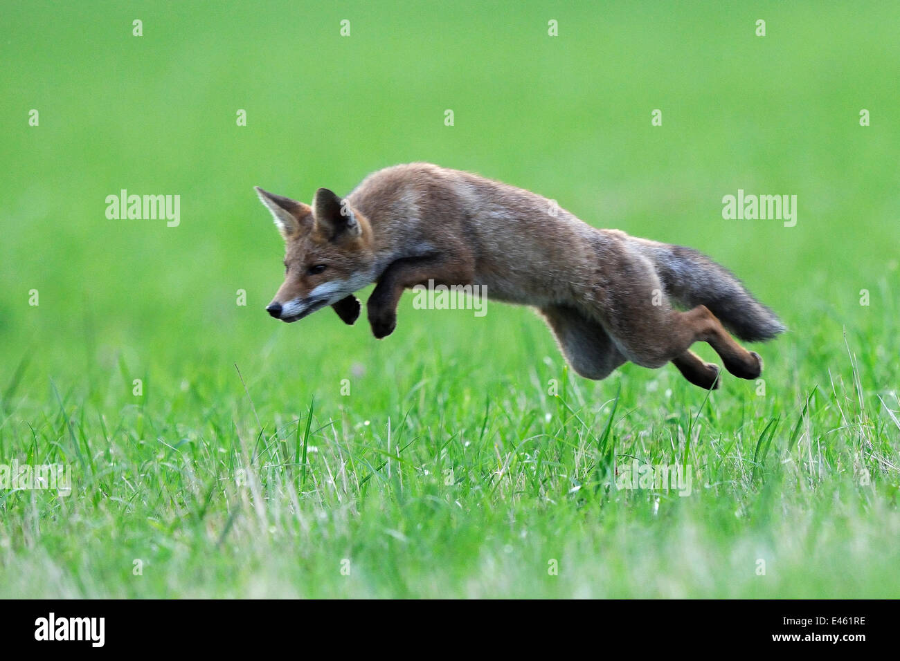 Pouncing hi-res stock photography and images - Alamy