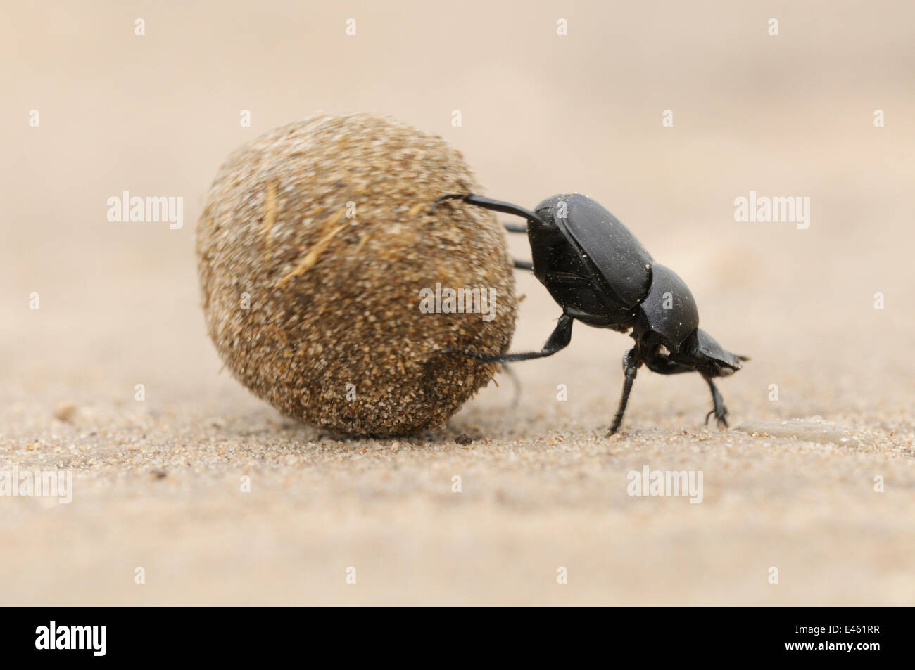 North american dung beetle hi-res stock photography and images - Alamy