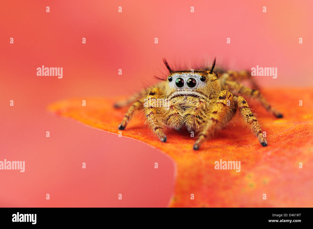 Lost spider hi-res stock photography and images - Alamy
