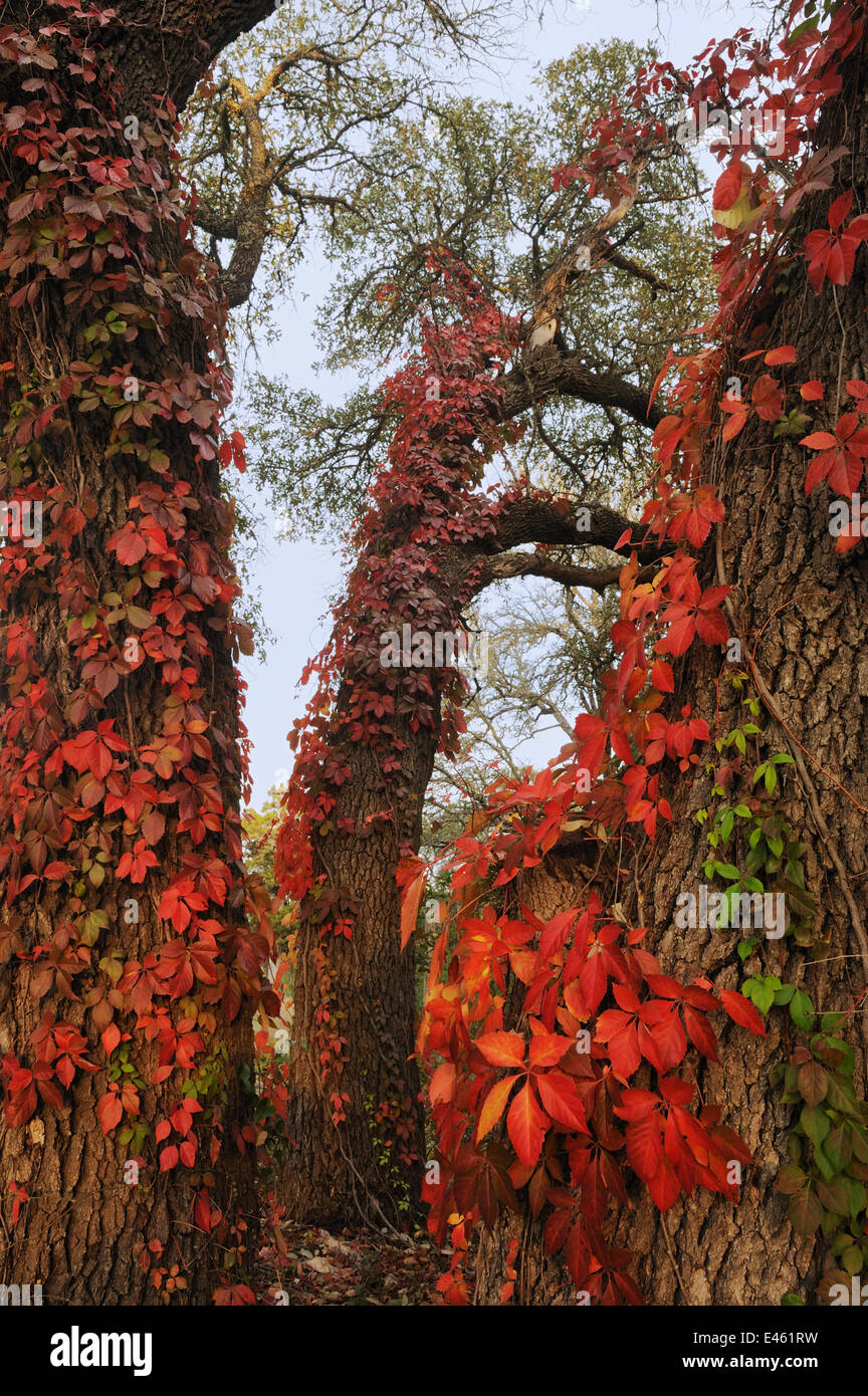 Virginia creeper (Parthenocissus quinquefolia), climbing on Live Oak ...