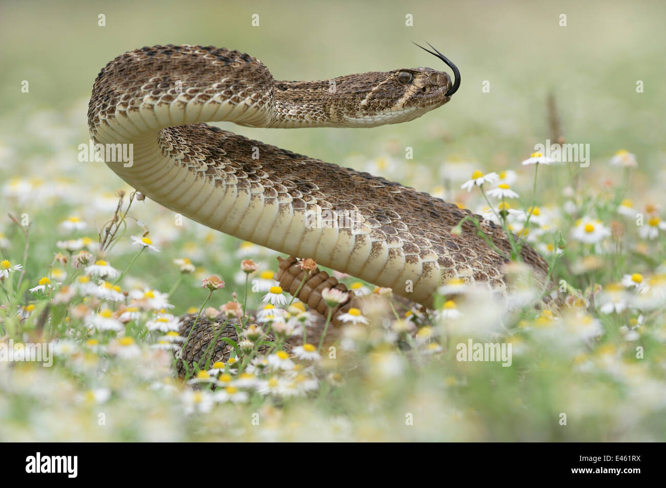 Western diamondback rattlesnake striking hi-res stock photography and ...