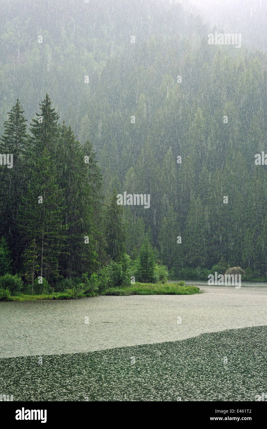 Heavy rain pouring down on lake Lago dei Caprioli surrounded by pine ...