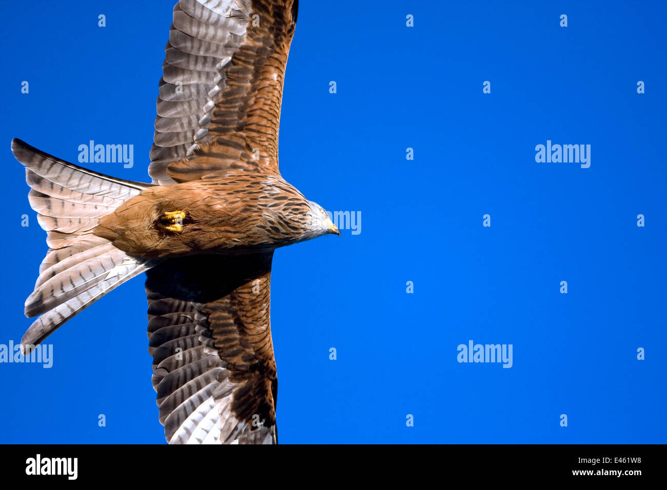 Red kite underside hi-res stock photography and images - Alamy