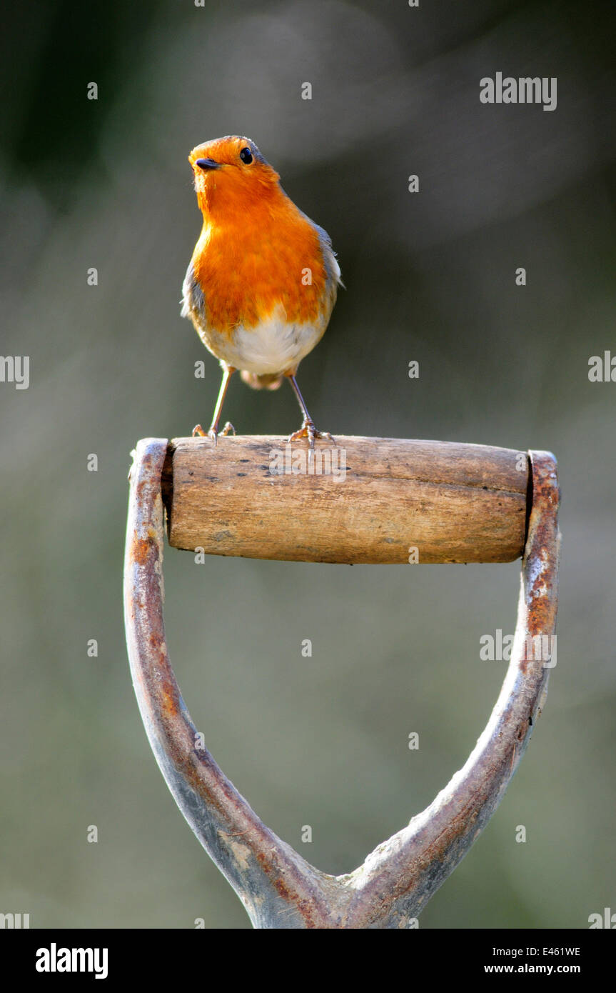 European robin garden spade handle hi-res stock photography and images ...