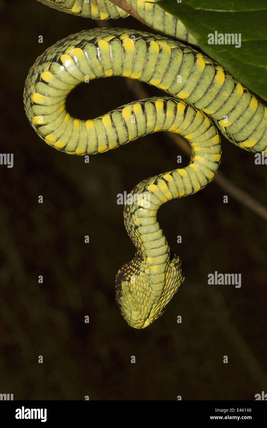 Malabar pit viper, Trimeresrus malabaricus, Common, Wilderness, Goa ...