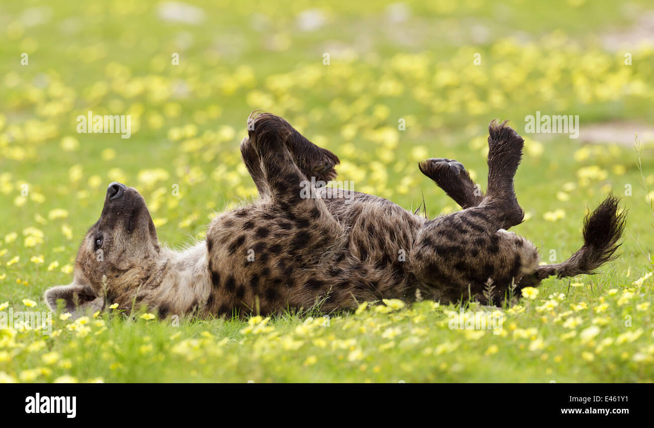 Devils thorn flower hi-res stock photography and images - Alamy