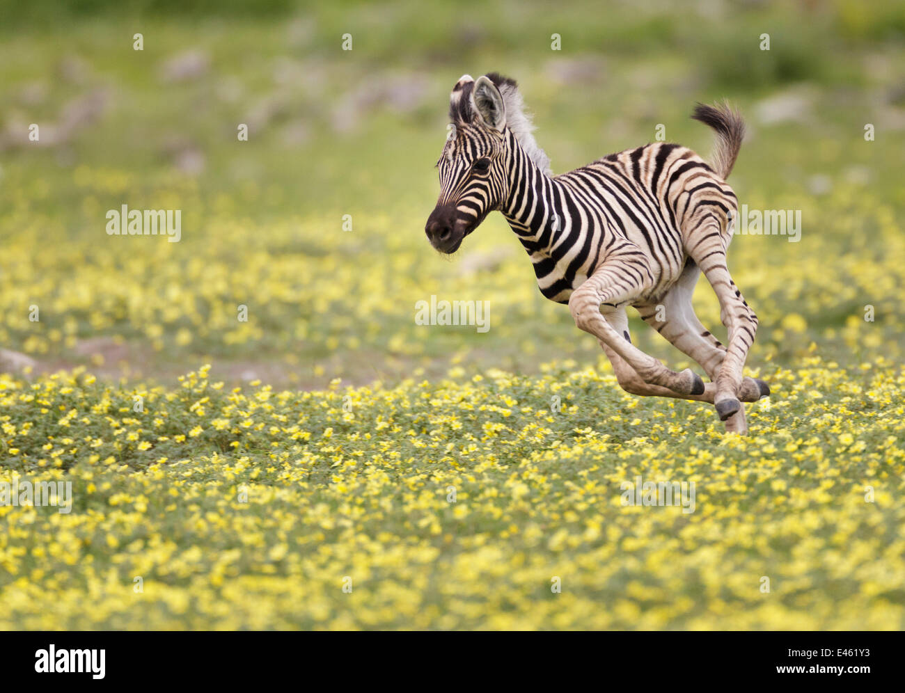 Baby Zebra Running