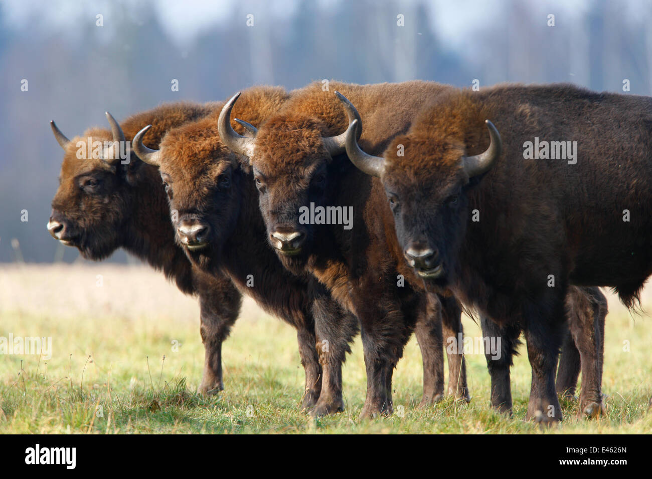 Four Wisent / Bison (Bison bonasus) standing in a row. Bialowieza ...