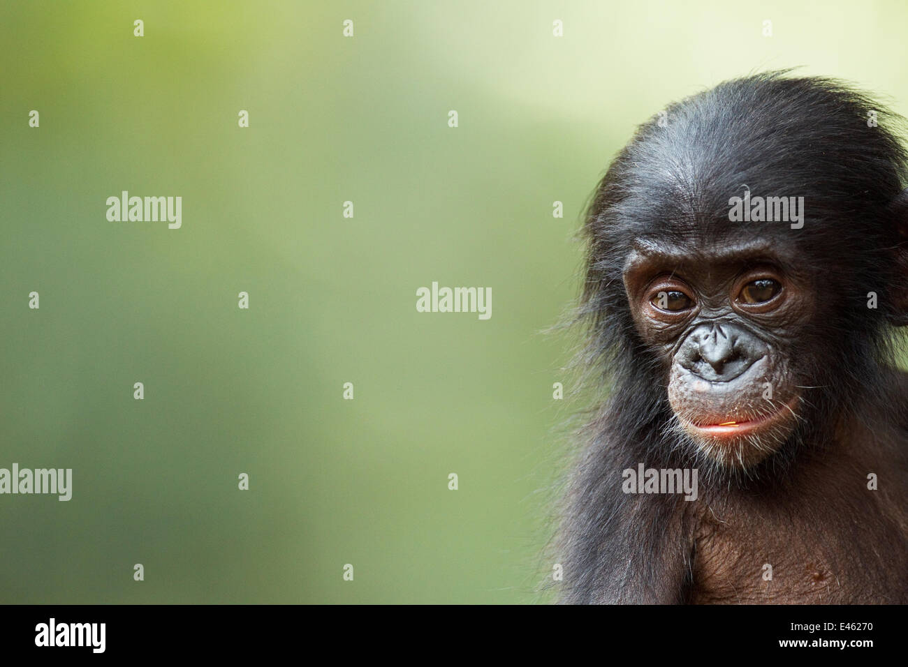Bonobo (Pan paniscus) male baby 'Ombwe' aged 1 year, portrait, Lola Ya ...