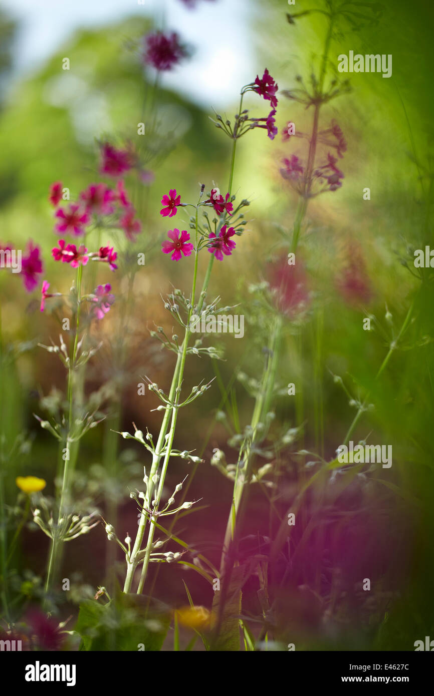Red Campion (Silene dioica). Minterne Estate, Minterne Magna, Dorset ...