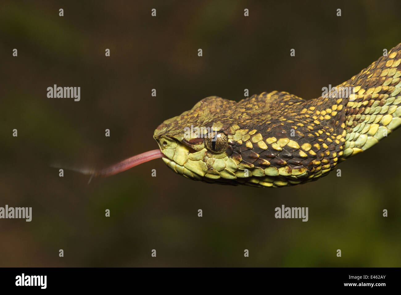 Malabar pit viper, Trimeresrus malabaricus, Common, Wilderness, Goa ...