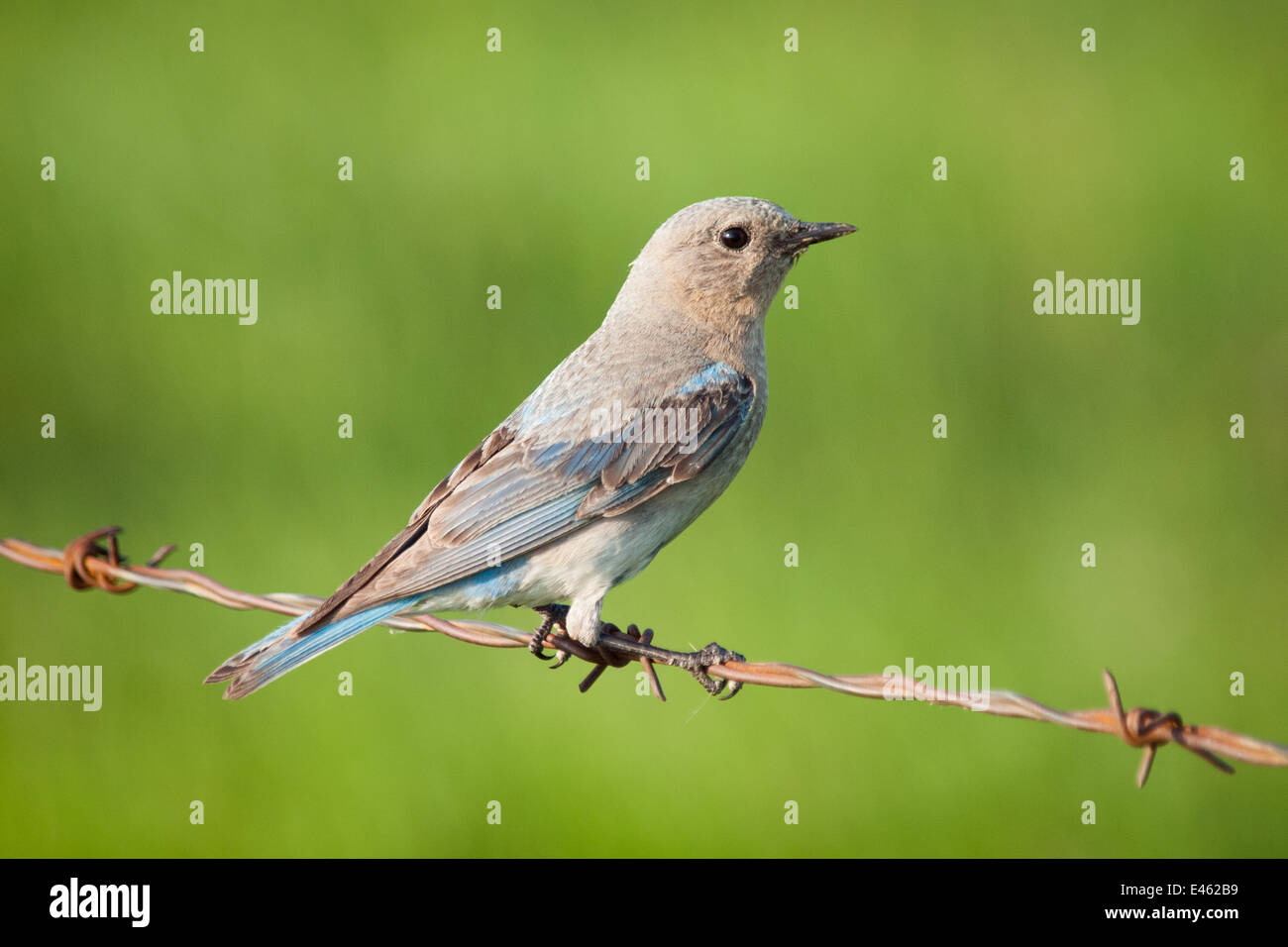 Mountain bluebird female canada hi-res stock photography and images - Alamy