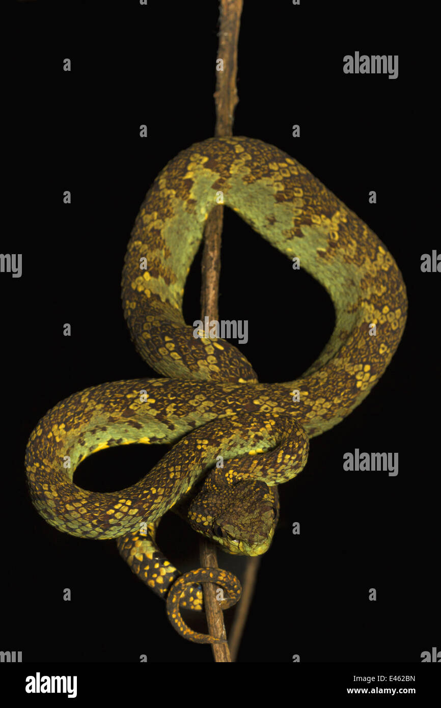 Most poisonous snakes of the world hi-res stock photography and images ...
