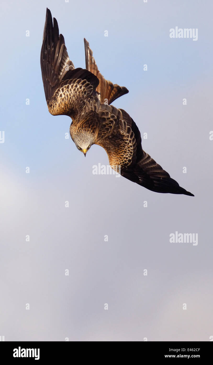Swooping hi-res stock photography and images - Alamy