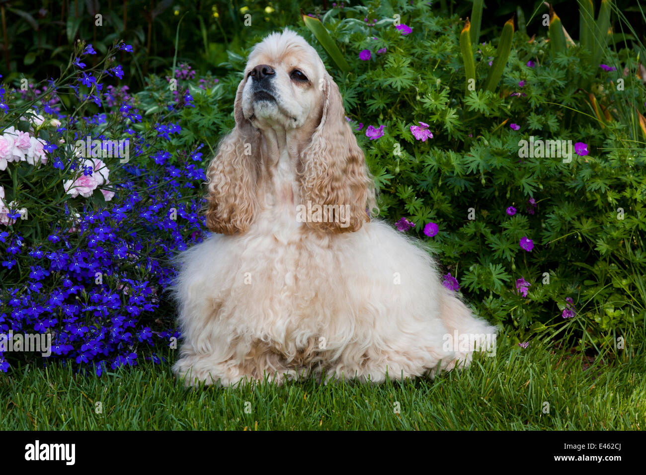 American Cocker spaniel, USA Stock Photo - Alamy
