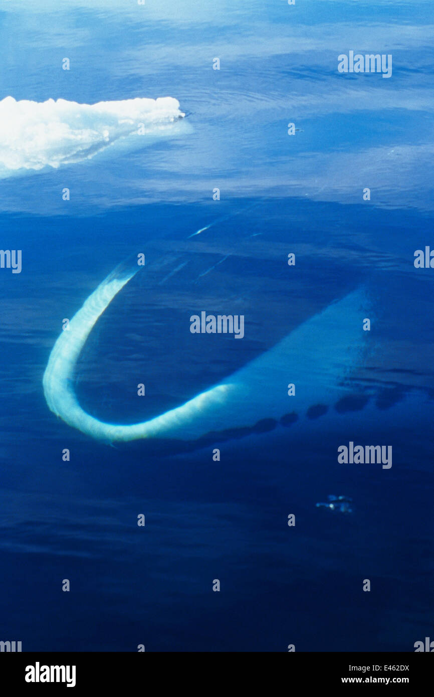 Bowhead whale arctic head hi-res stock photography and images - Alamy